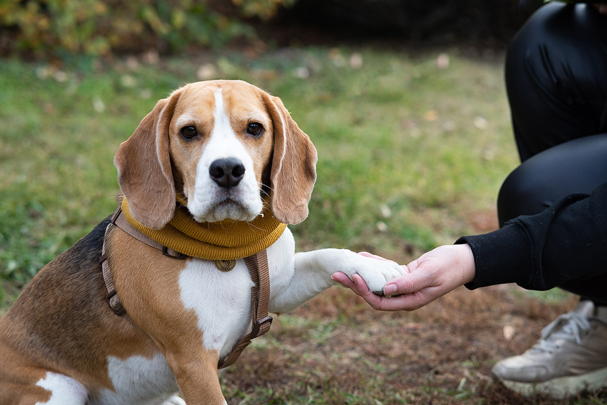 Enigmatic Beagle: Origins, Characteristics, and Care Tips | Ararara